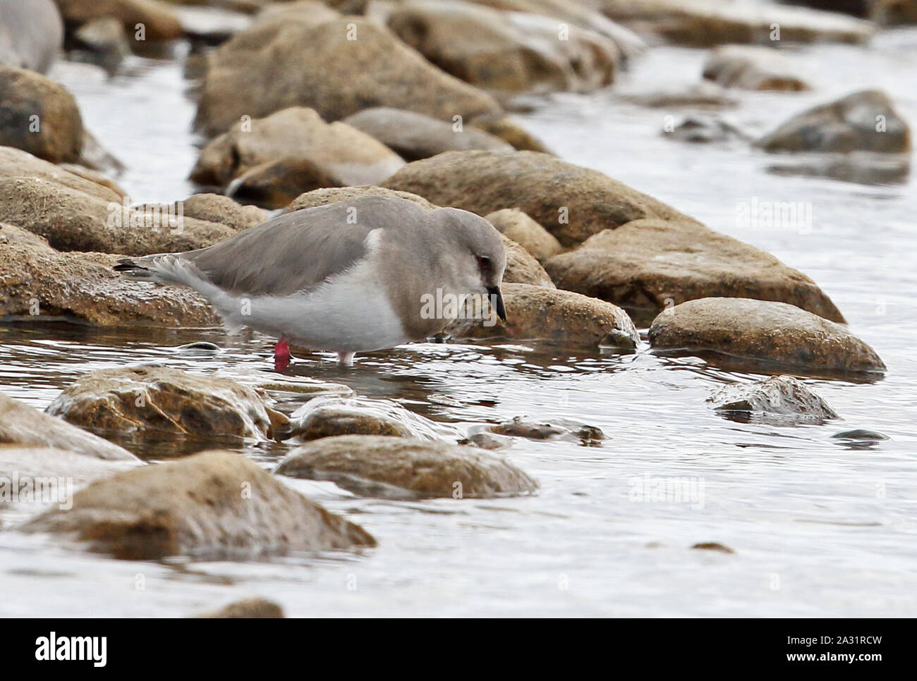 Magellanic Plover (Pluvianellus socialis) adult foraging at waters edge ...