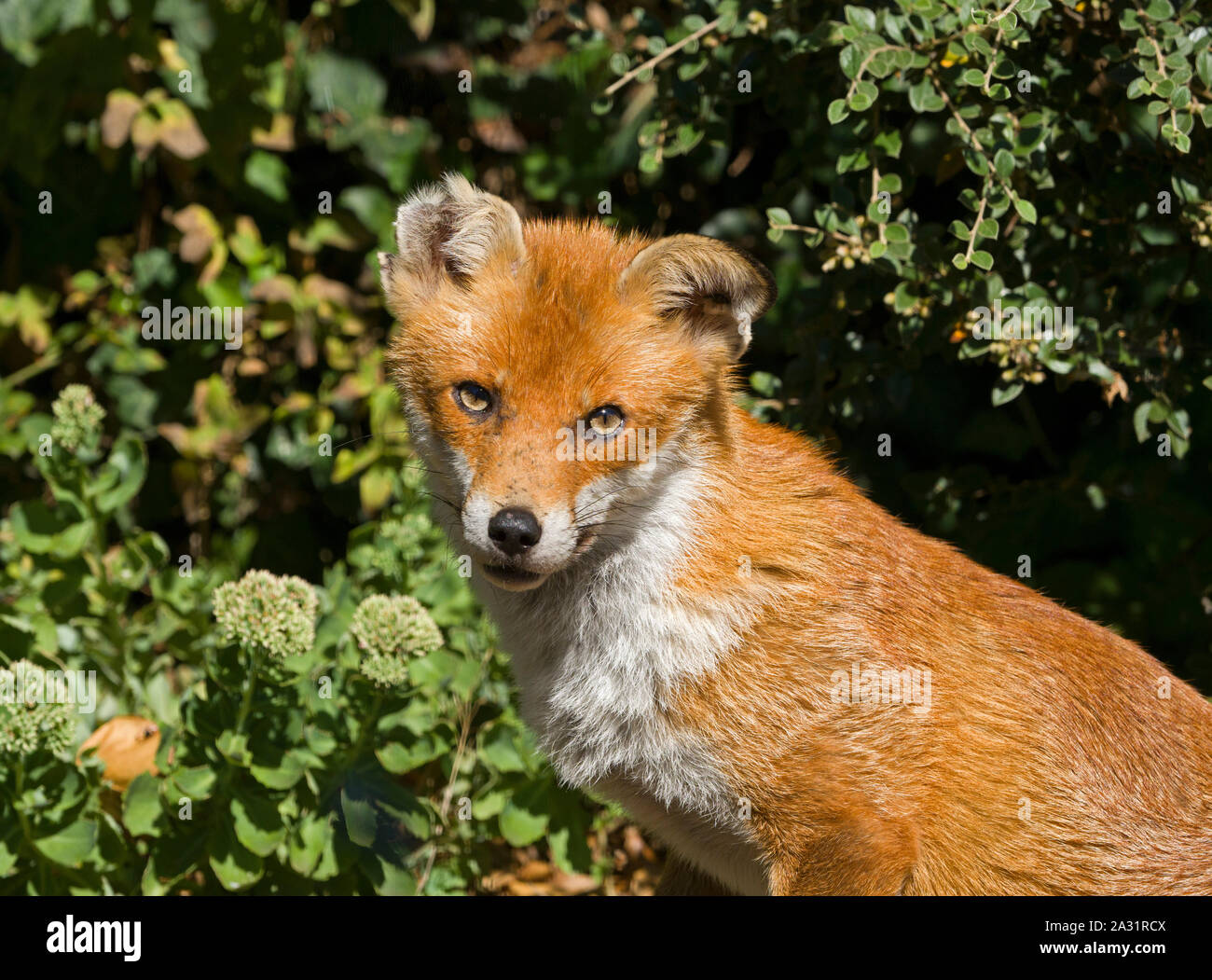 Adult British Fox High Resolution Stock Photography and Images - Alamy
