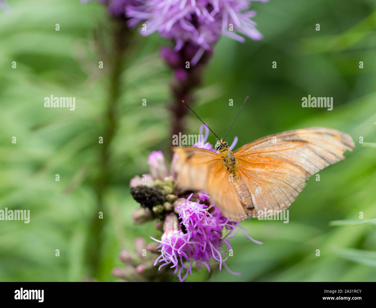 Julia heliconian dryas iulia hi-res stock photography and images - Alamy