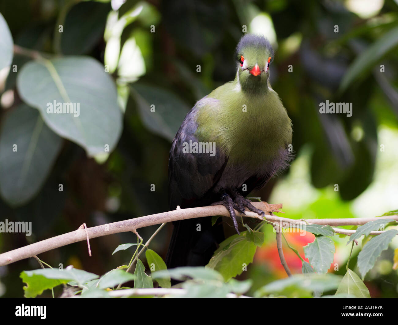 Tauraco persa hi-res stock photography and images - Alamy