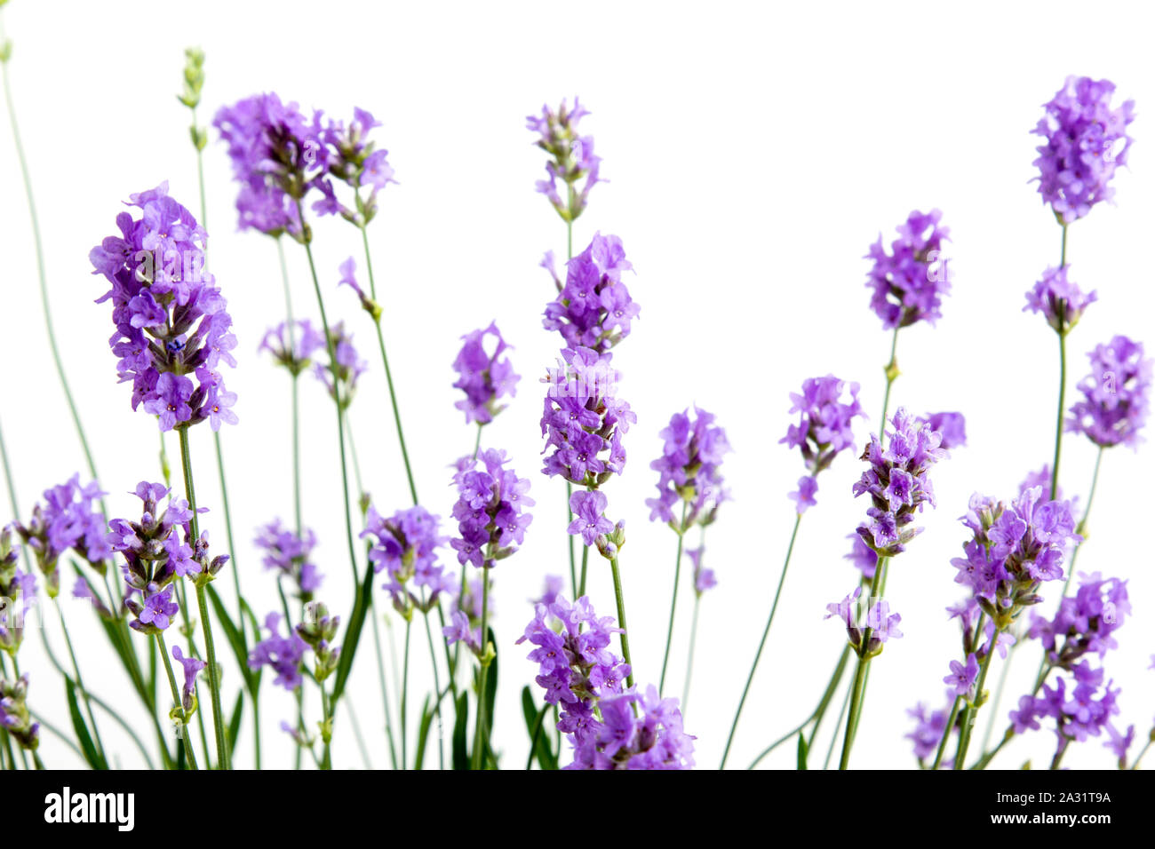 lavender flowers background Stock Photo - Alamy