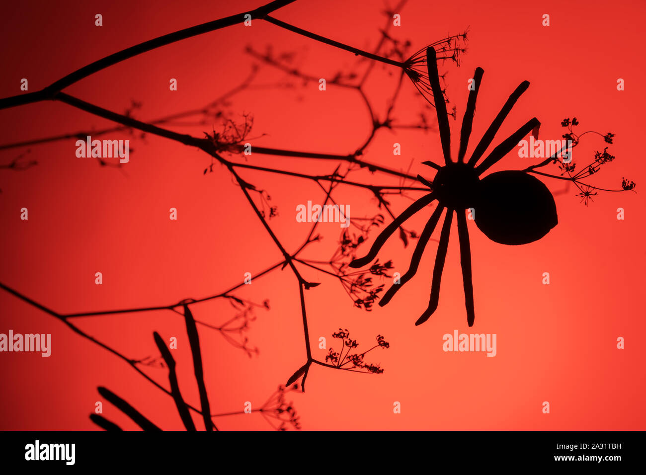 Creative trendy halloween background with black spider on red neon ...