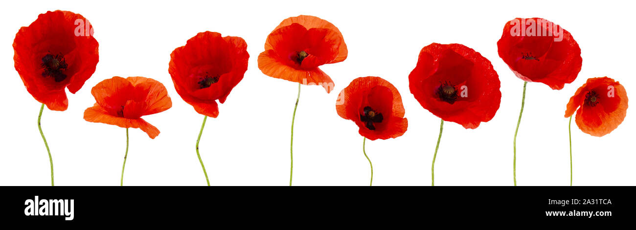 poppies flowers on white background background Stock Photo - Alamy