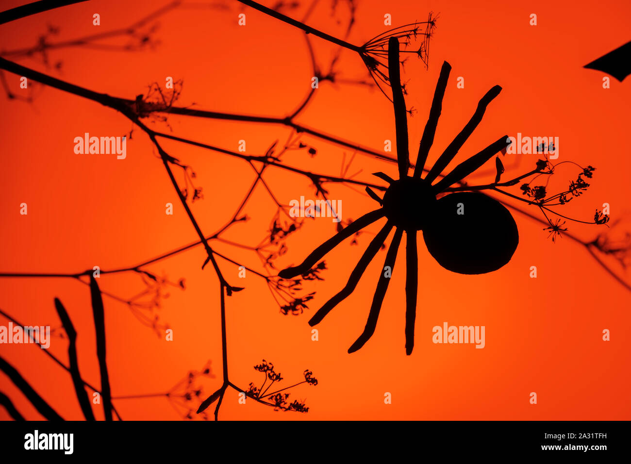 Creative trendy halloween background with black spider on red neon ...