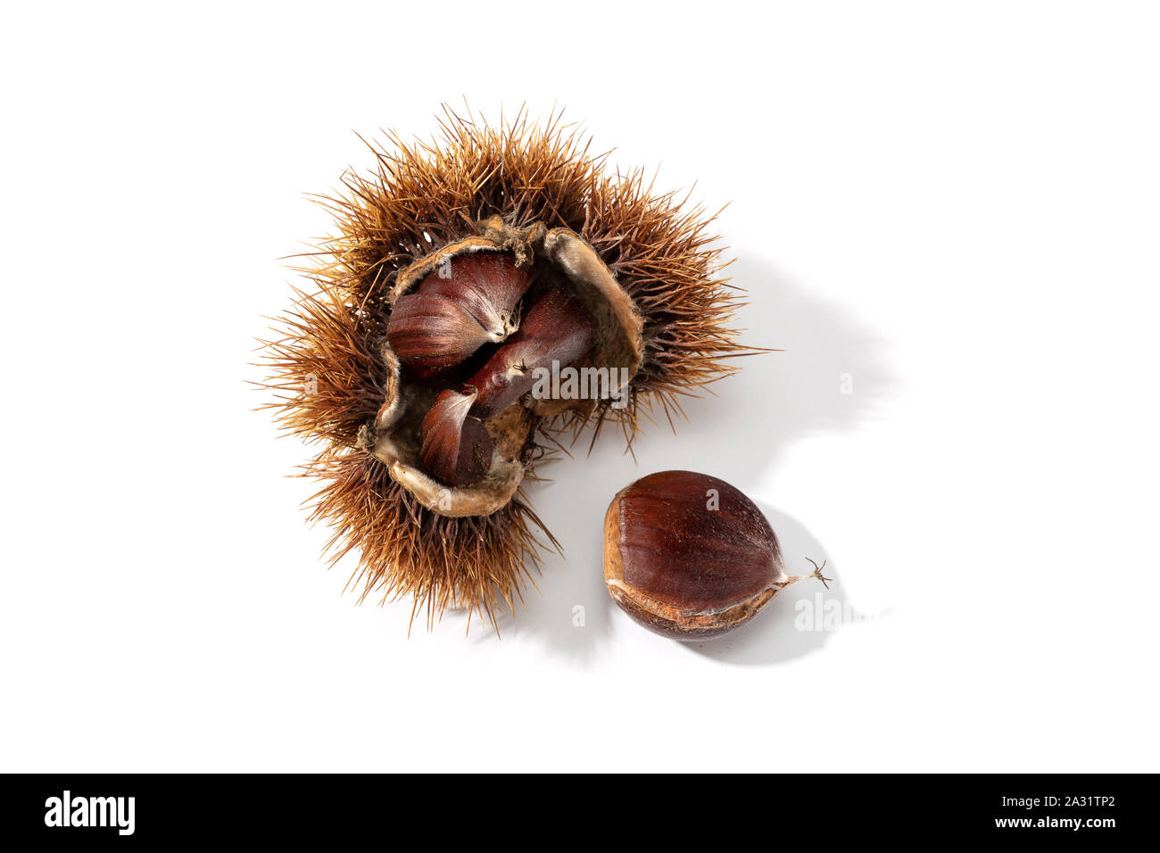 Open husk and chestnut inside isolated on white background. Castanea ...