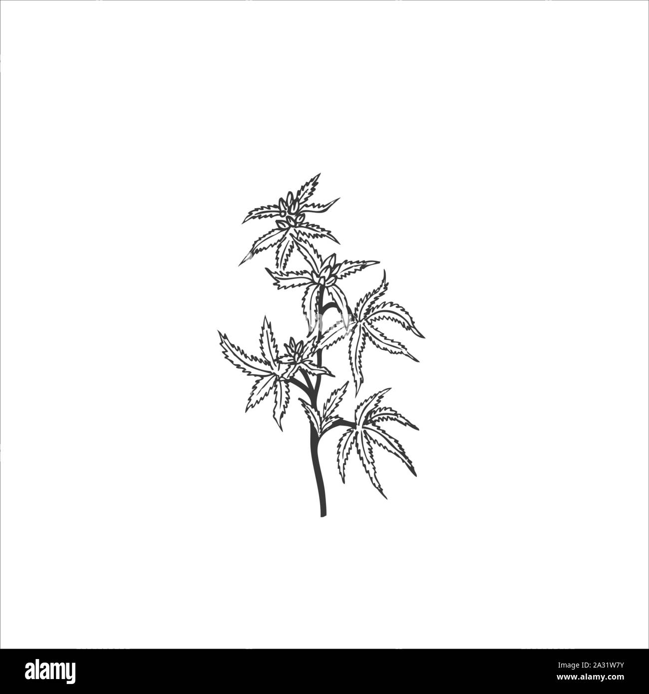 Hemp closeup Stock Vector Images - Alamy