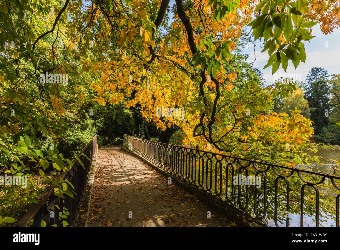 Park Trees Bridge Leaves Revitalize Golden Gate Park Trees | Arborist