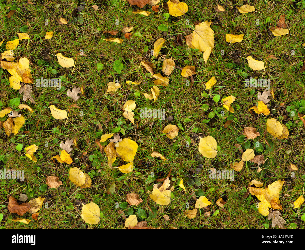 Autumn seamless texture of green grass with yellow leaves Stock Photo ...