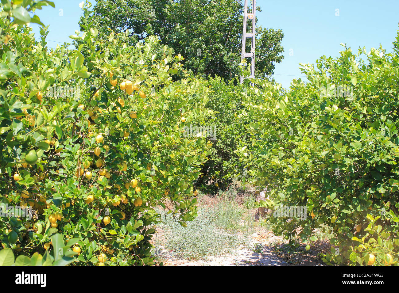 Plantation of ripe lemons on trees in Spain Stock Photo - Alamy
