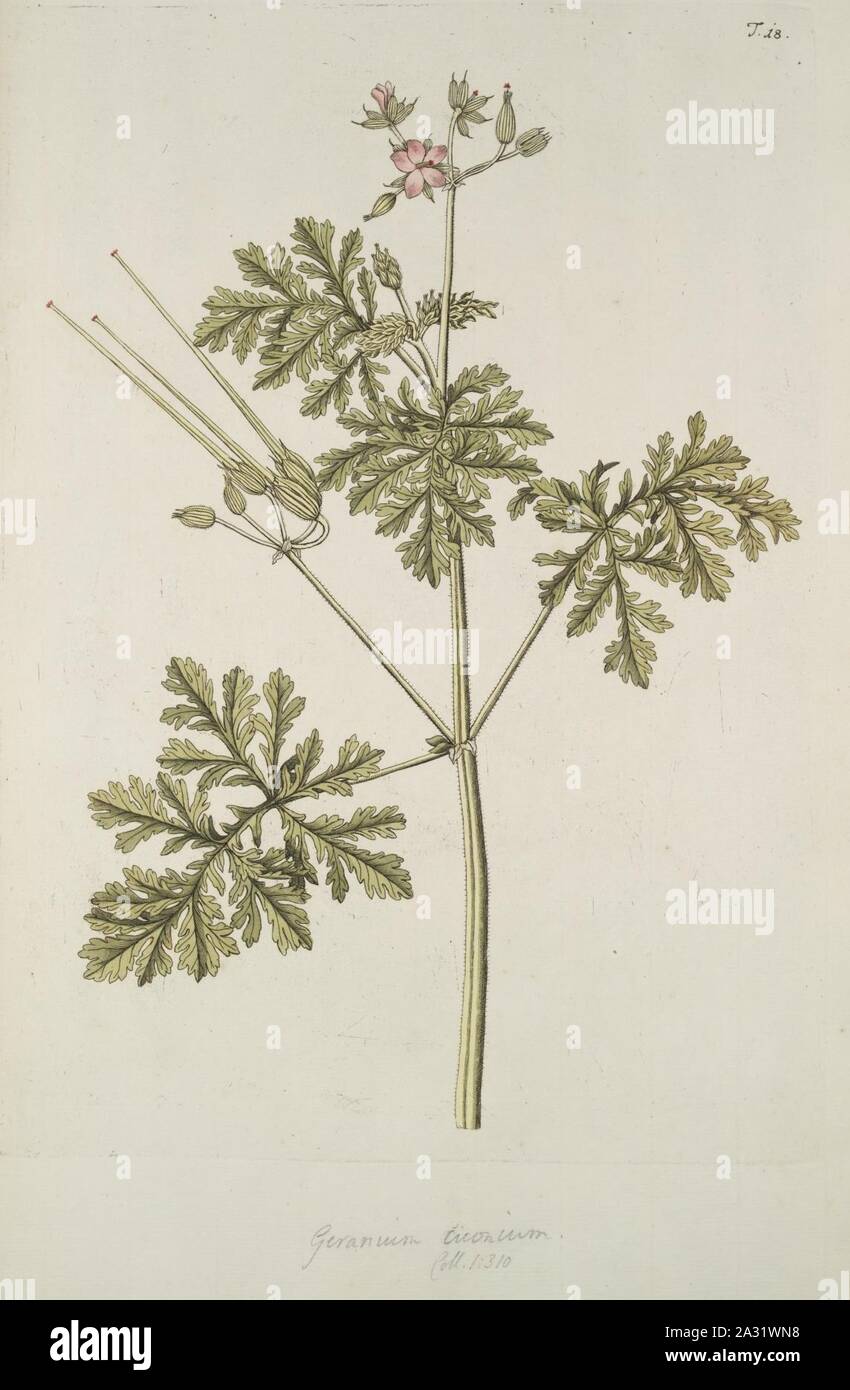 Erodium ciconium (L.) L‥99Hérit. -as Geranium ciconium L.-, Jacquin et ...
