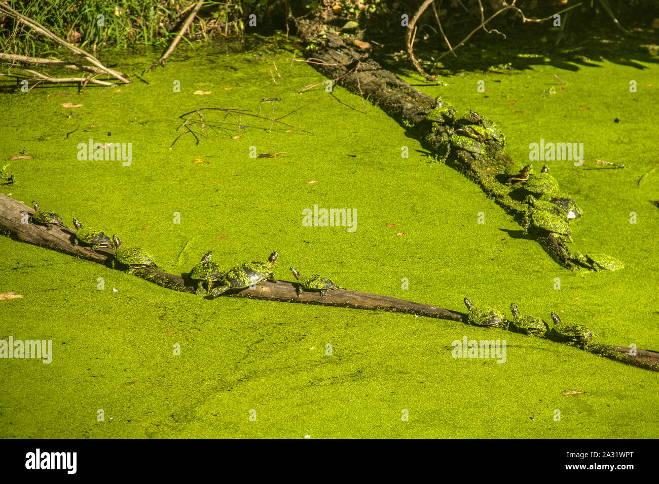 Turtle covered in algae hi-res stock photography and images - Alamy