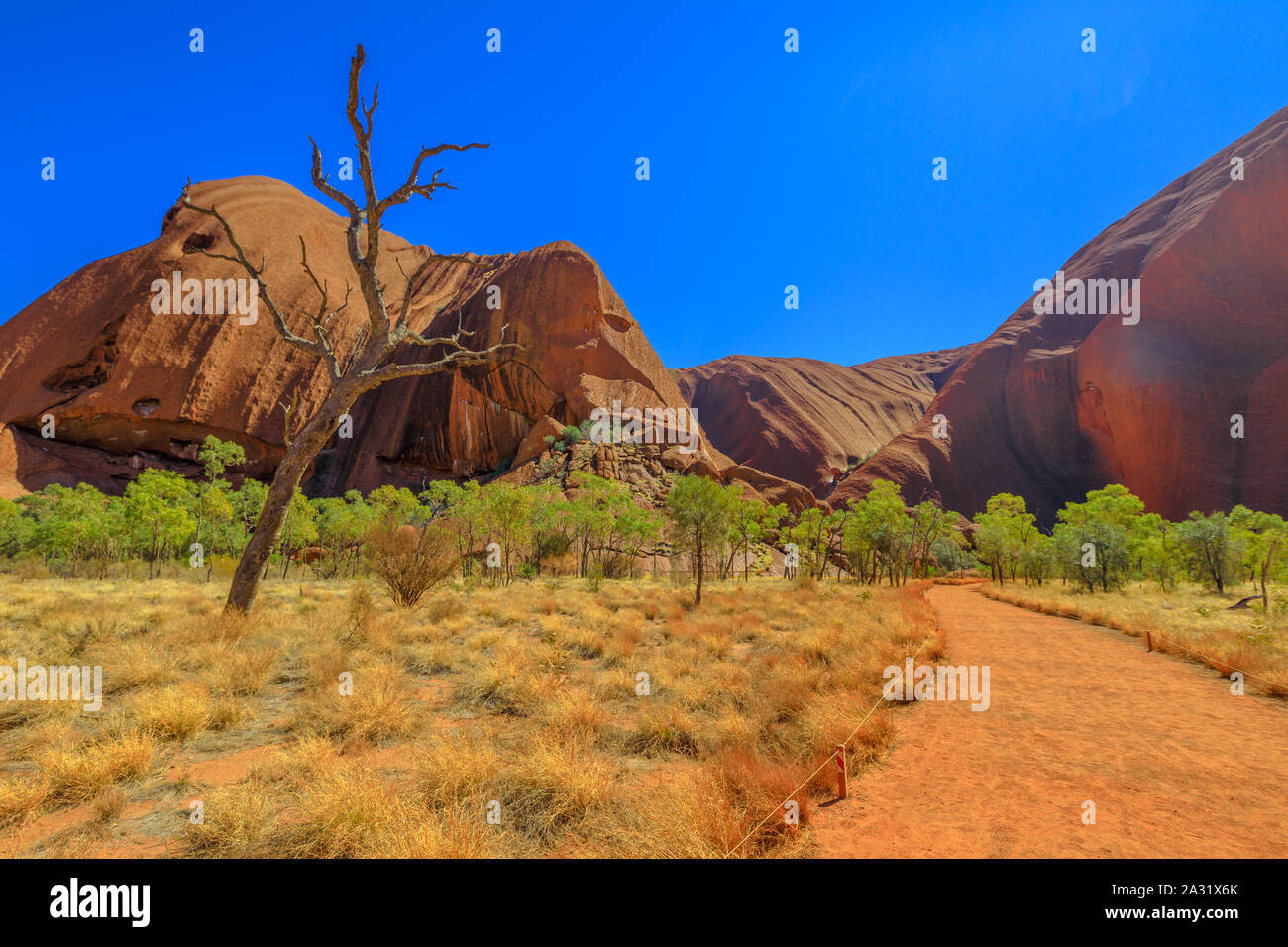 Sand footpath and bush vegetation in winter season at Kuniya walk in ...