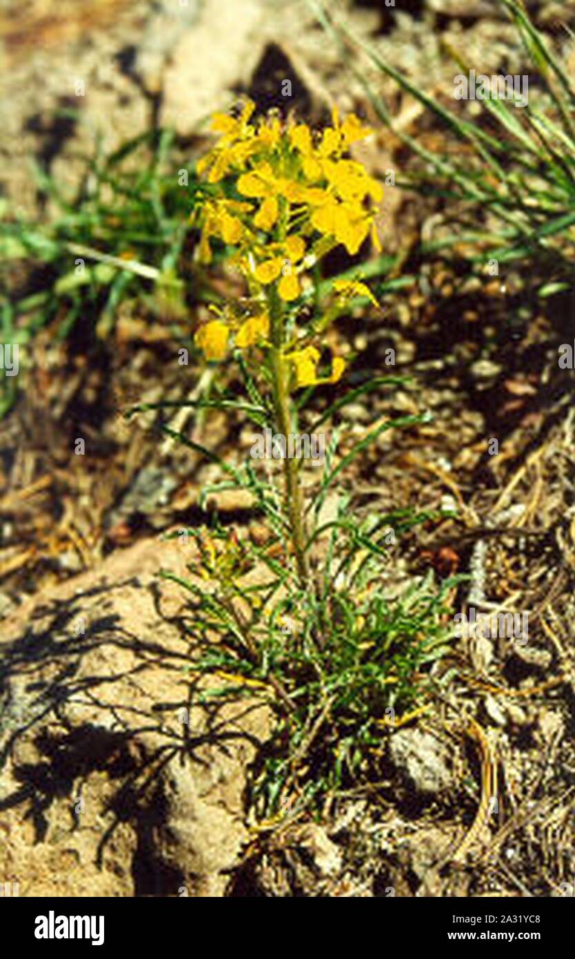 Asperum hi-res stock photography and images - Alamy