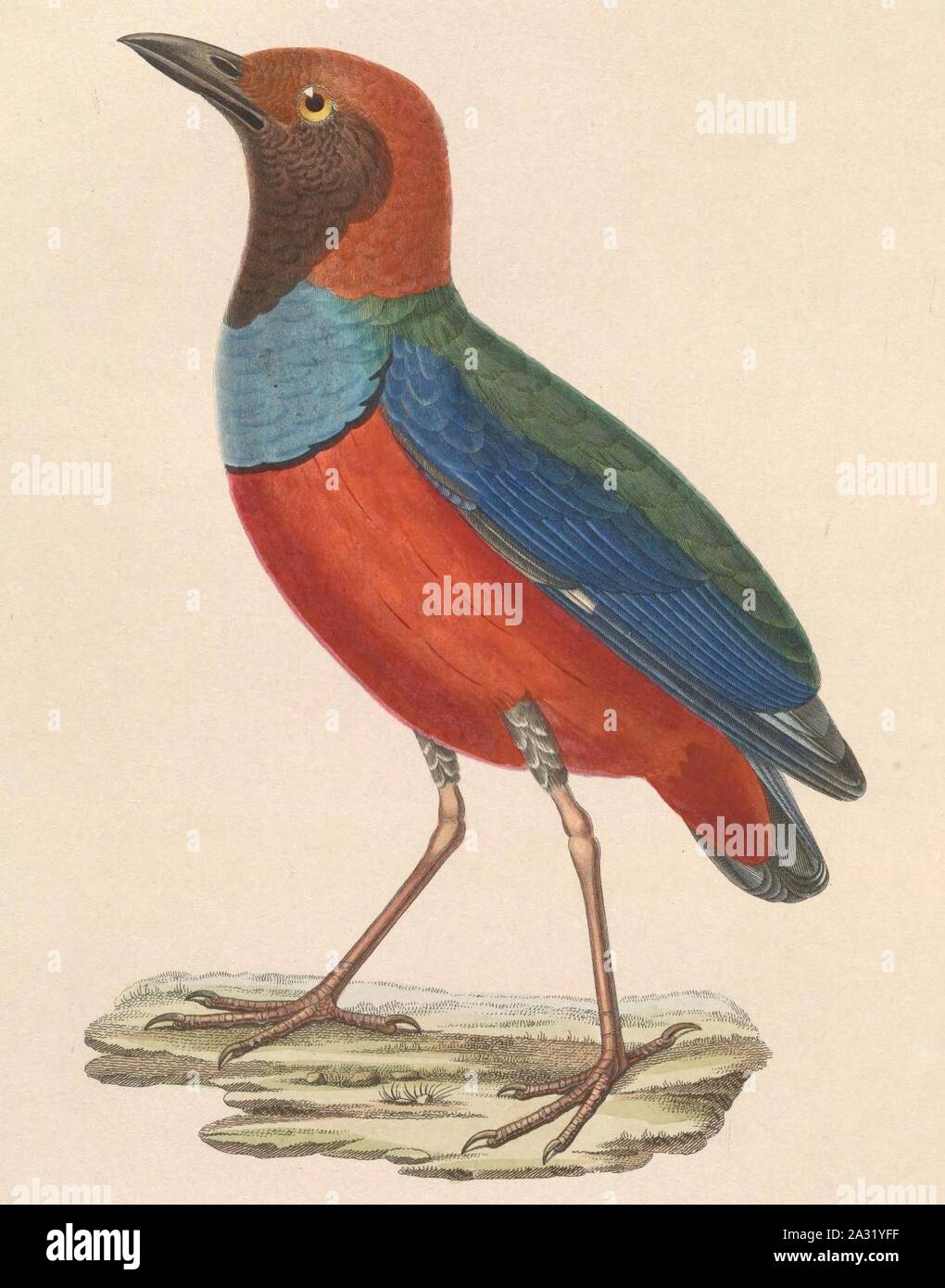 Erythropitta erythrogaster macklotii 1838 Stock Photo - Alamy