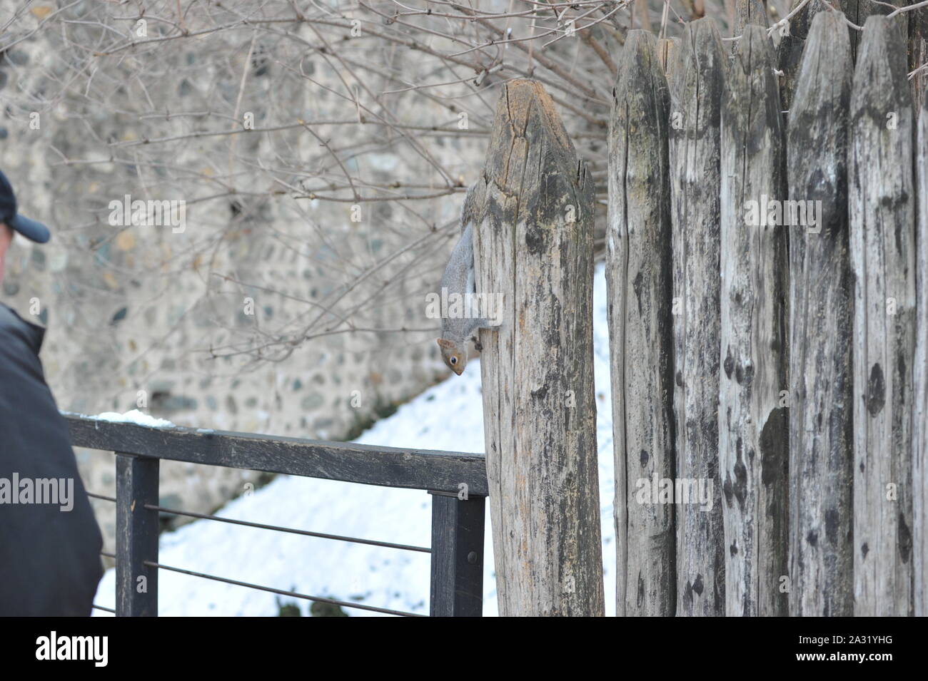 Squirrel play with a man at the Valentino Park in Turin Stock Photo - Alamy