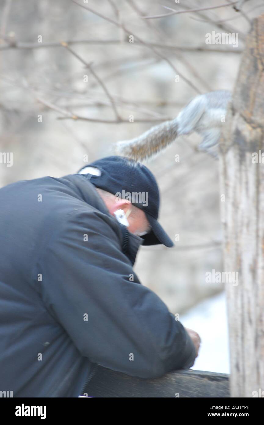 Squirrel play with a man at the Valentino Park in Turin Stock Photo - Alamy