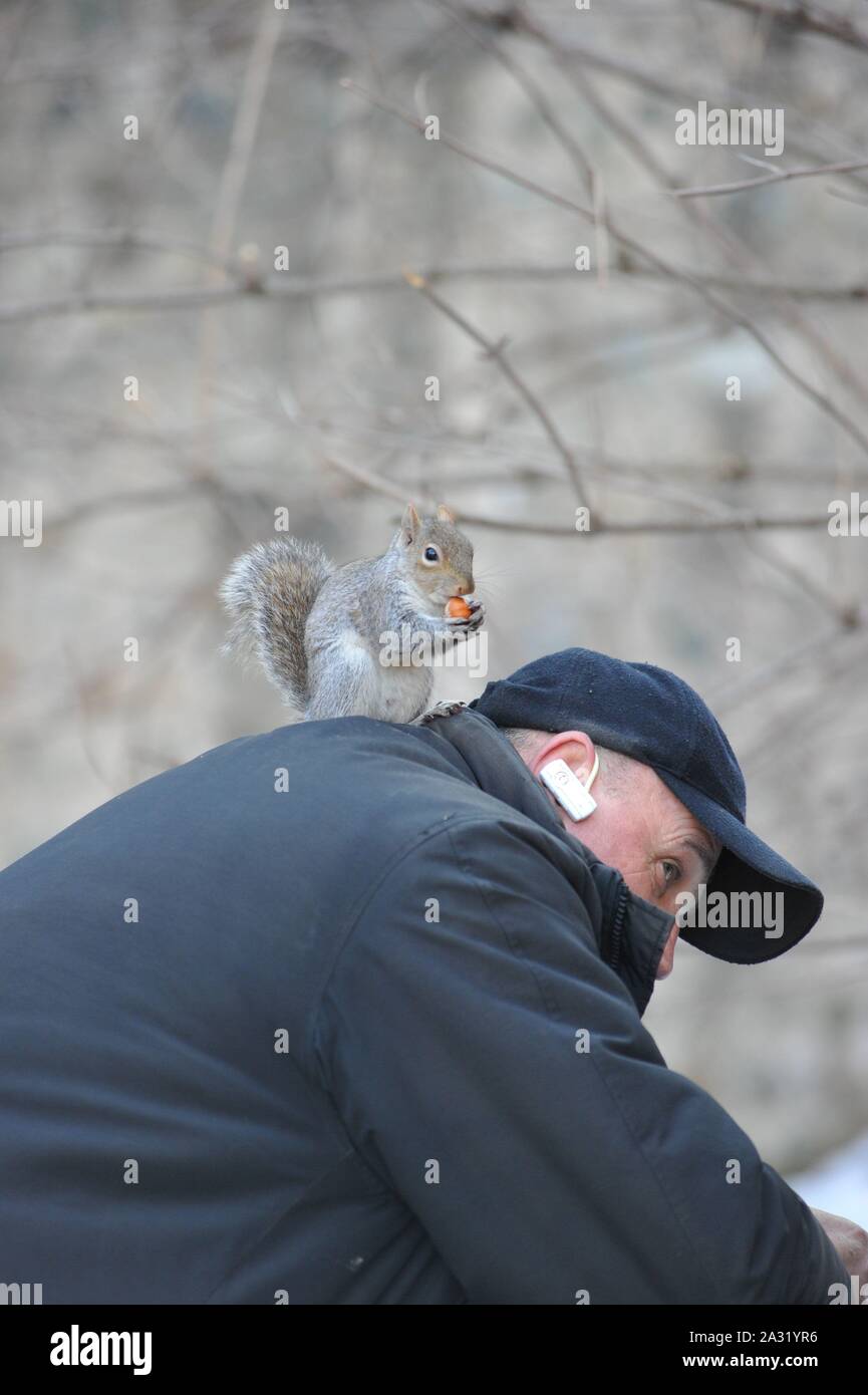 Squirrel play with a man at the Valentino Park in Turin Stock Photo - Alamy