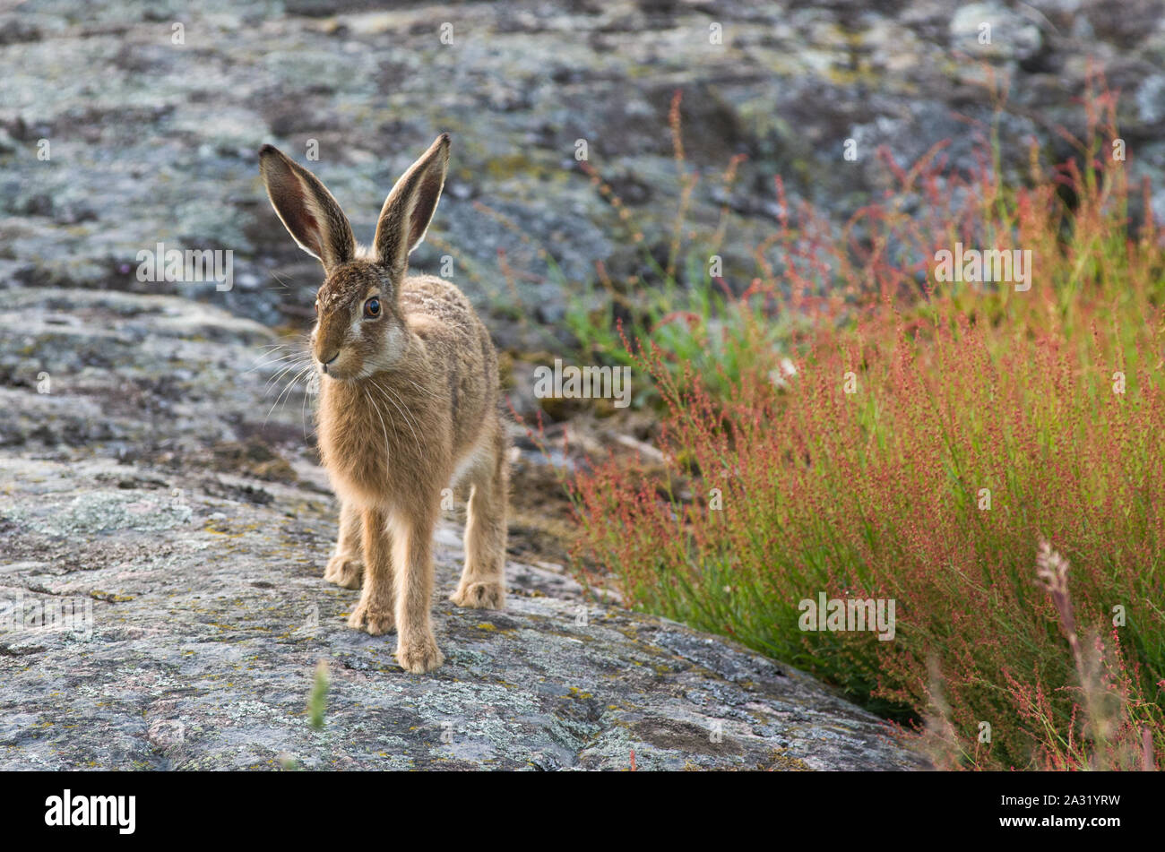 Swedish hare on rock Stock Photo - Alamy