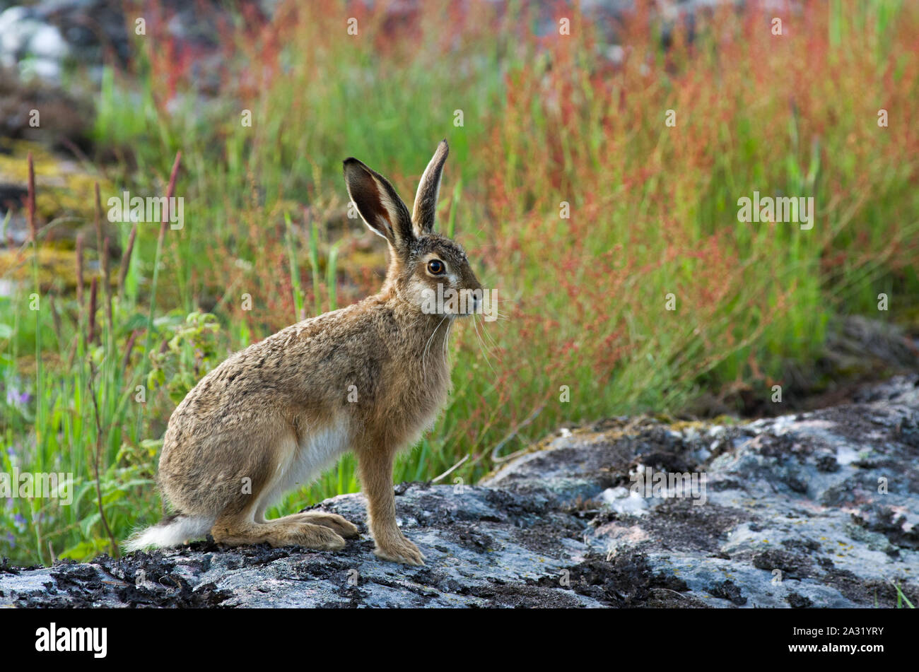 Swedish hare on rock Stock Photo - Alamy