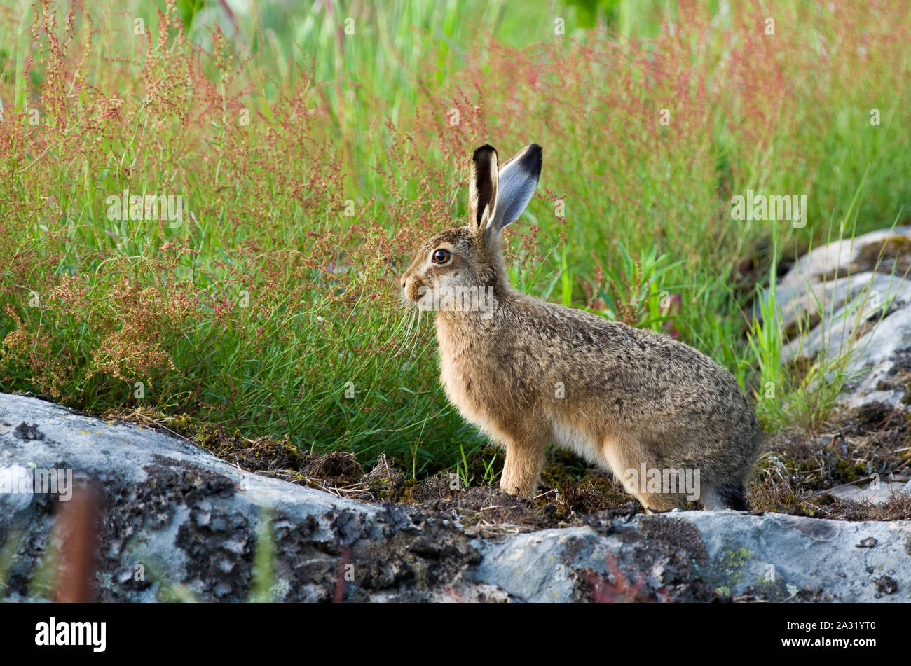 Swedish hare on rock Stock Photo - Alamy