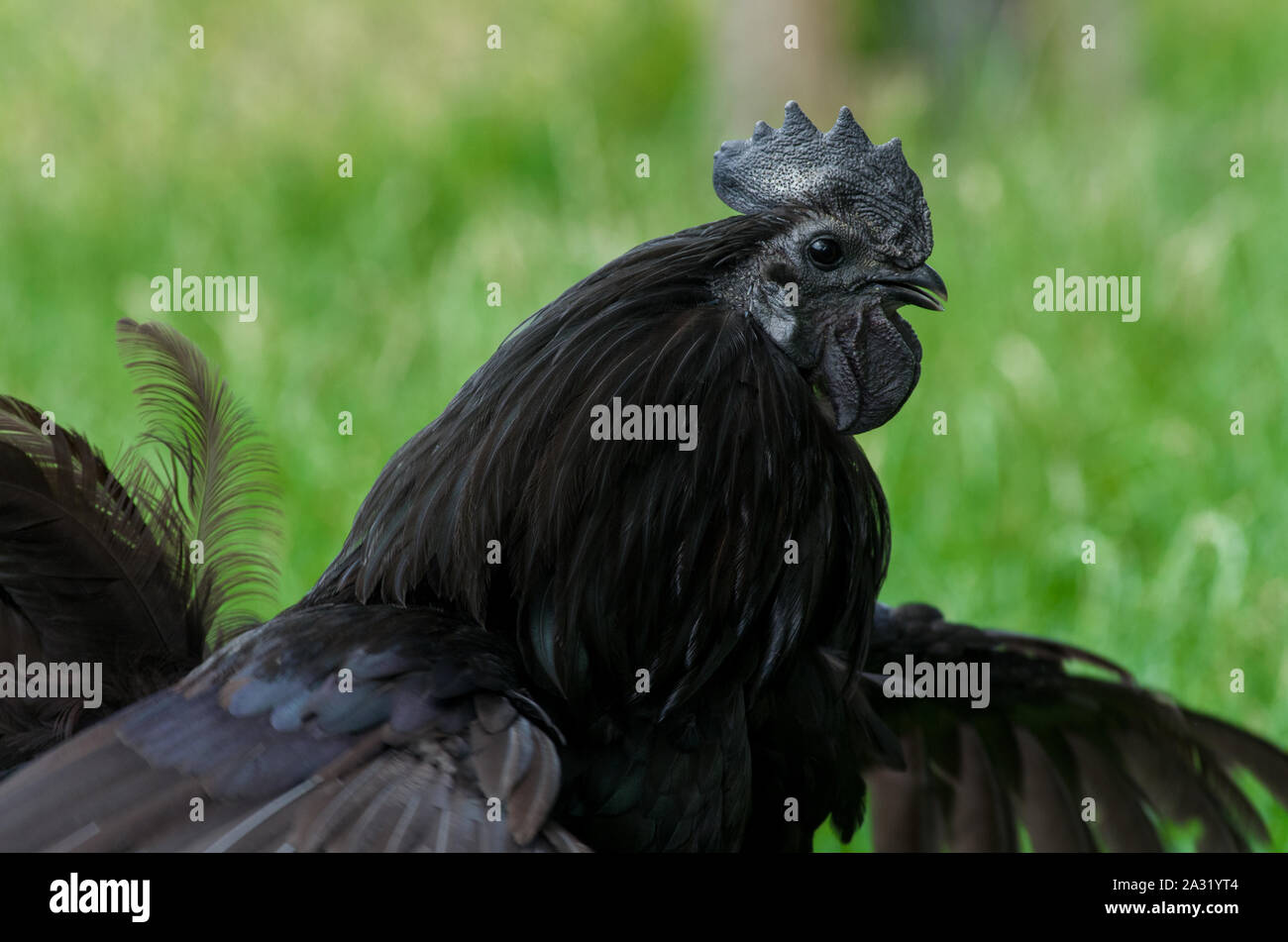 Tagen av Axel Storckenfeldt Stock Photo - Alamy