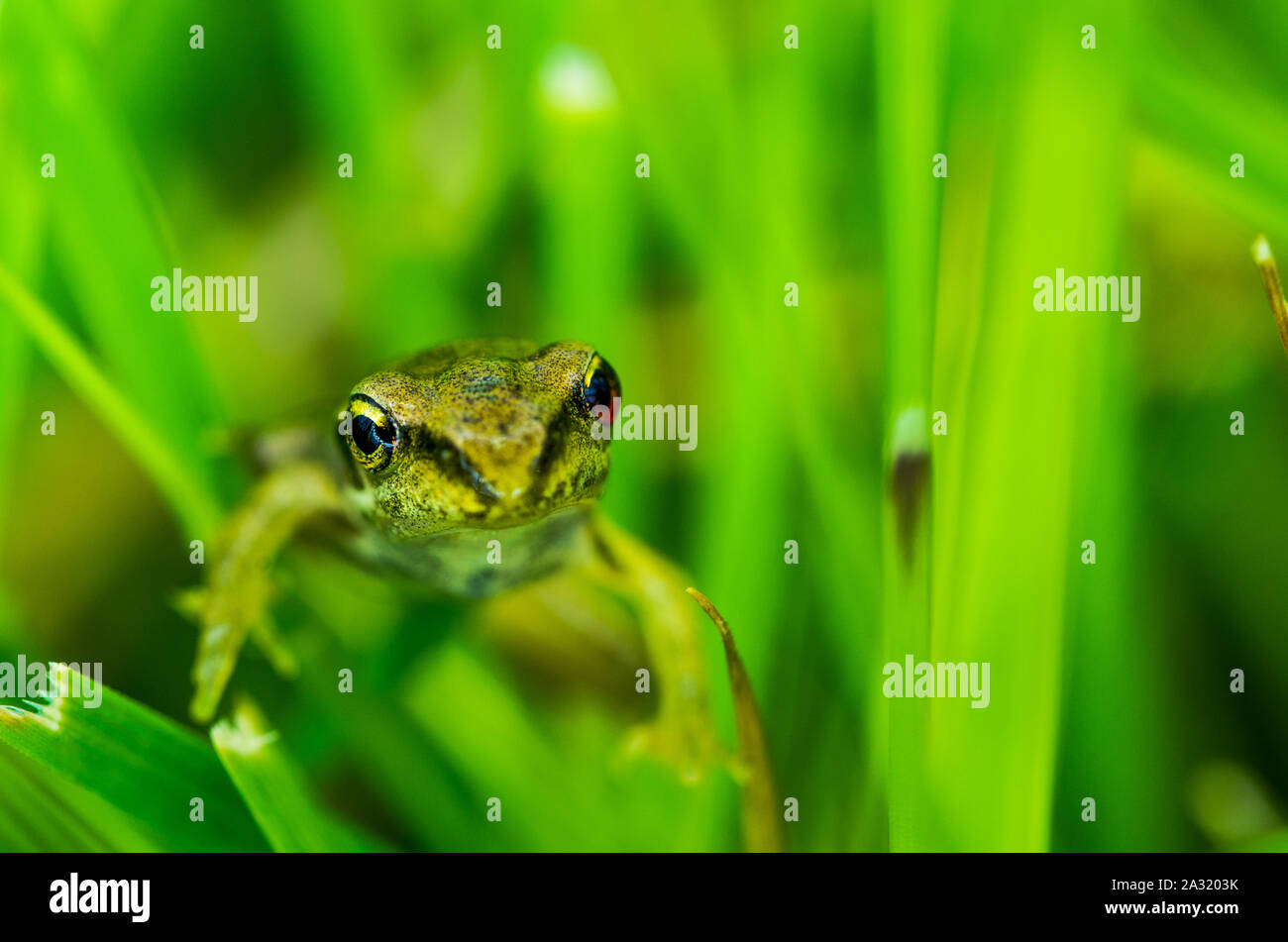 Tagen av Axel Storckenfeldt Stock Photo - Alamy