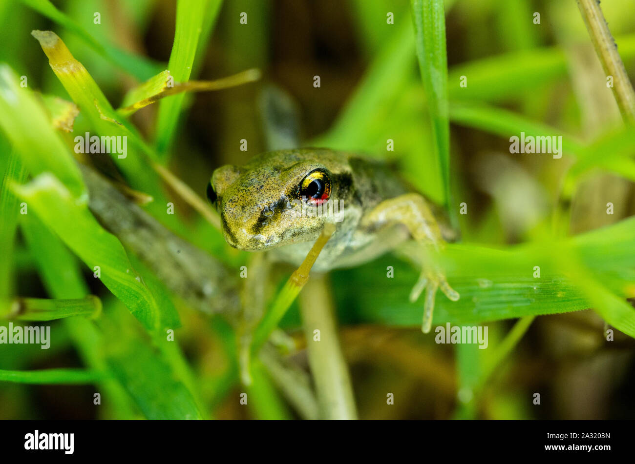 Tagen av Axel Storckenfeldt Stock Photo - Alamy