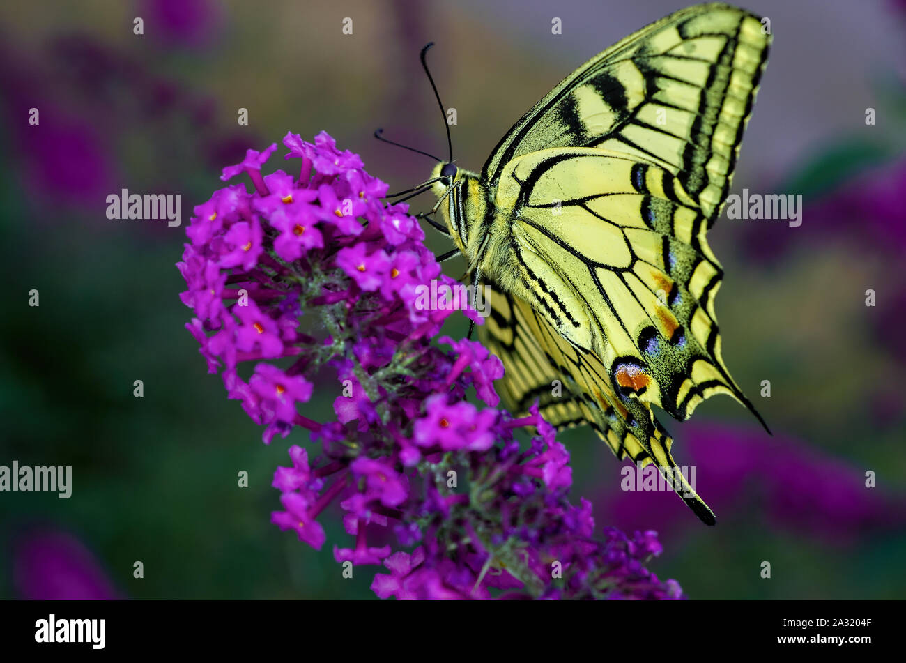 Swallowtail on butterfly bush Stock Photo - Alamy