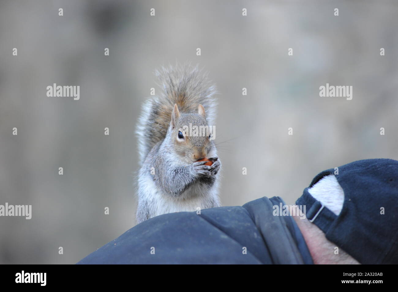 Squirrel valentino park in hi-res stock photography and images - Alamy
