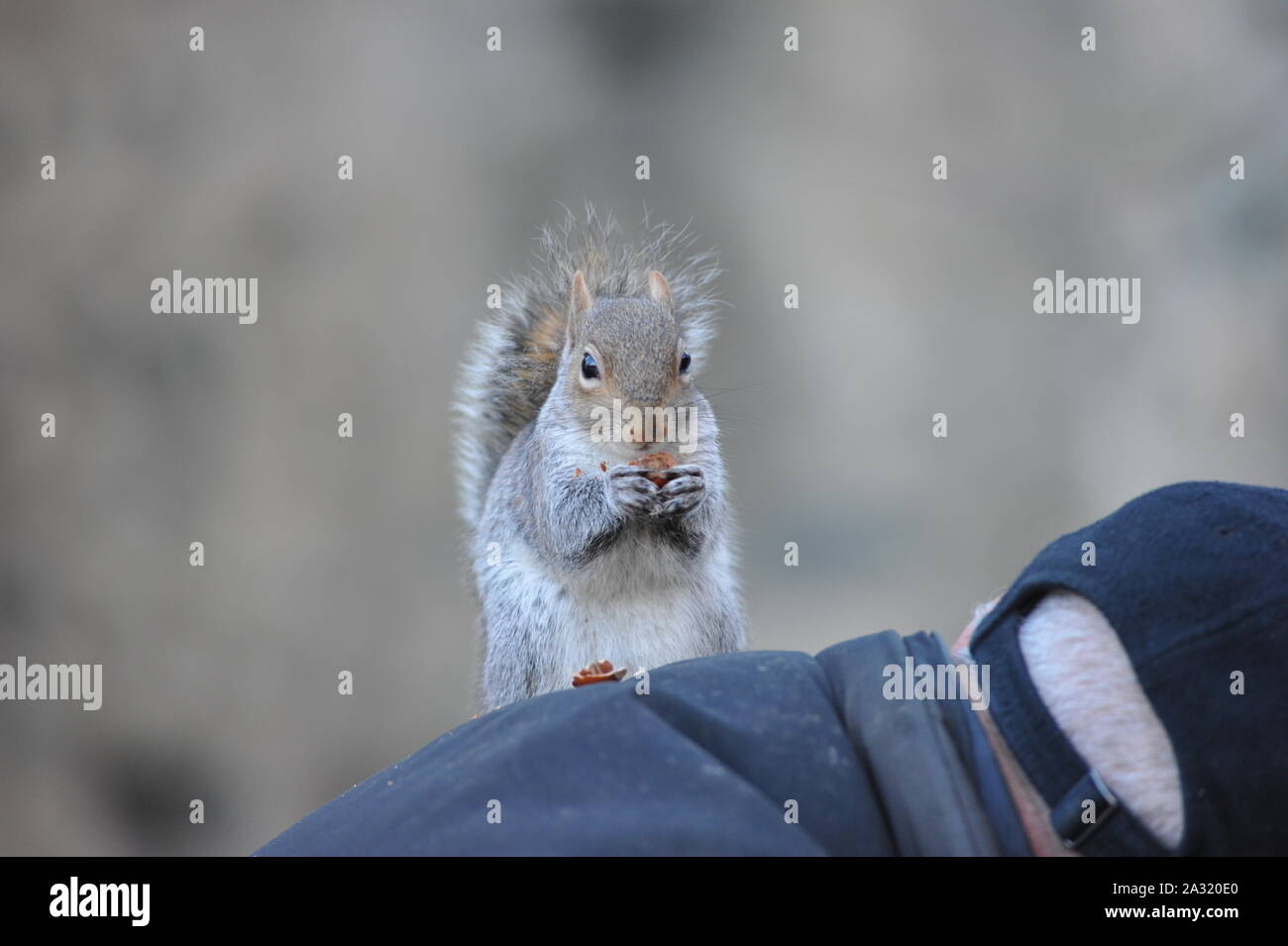 Squirrel play with a man at the Valentino Park in Turin Stock Photo - Alamy