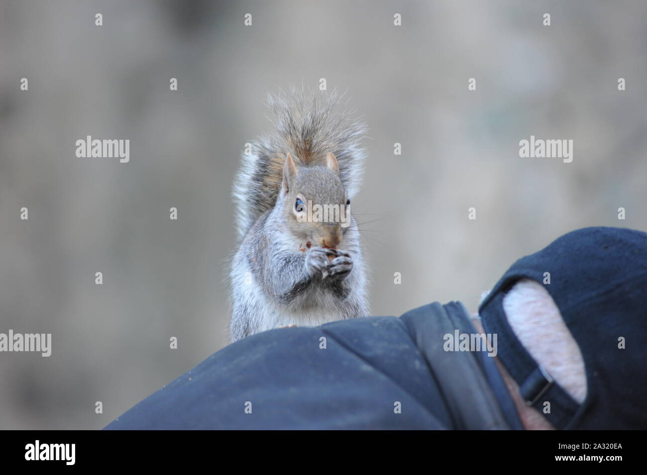 Squirrel valentino park in hi-res stock photography and images - Alamy