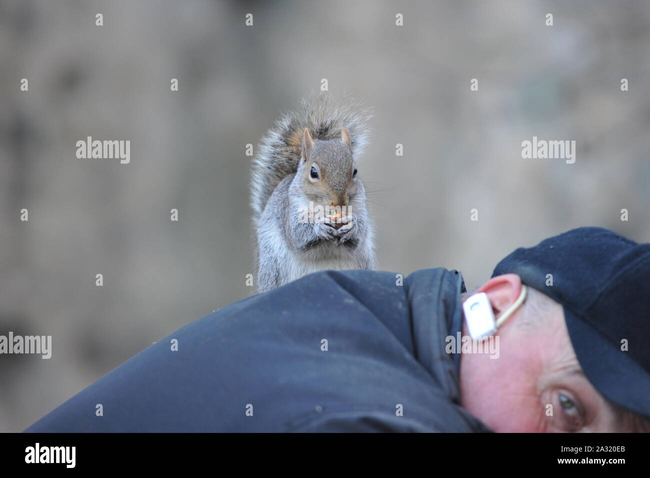 Squirrel play with a man at the Valentino Park in Turin Stock Photo - Alamy