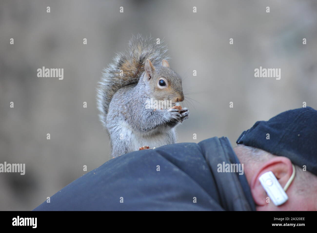 Squirrel play with a man at the Valentino Park in Turin Stock Photo - Alamy