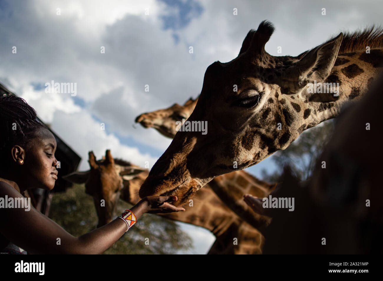 Human animal interaction hi-res stock photography and images - Alamy