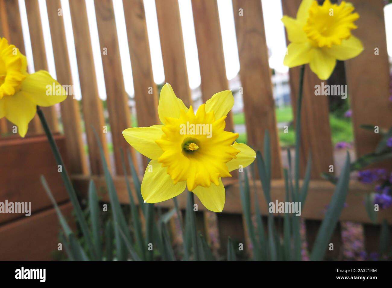 Pretty yellow spring daffodils hi-res stock photography and images - Alamy