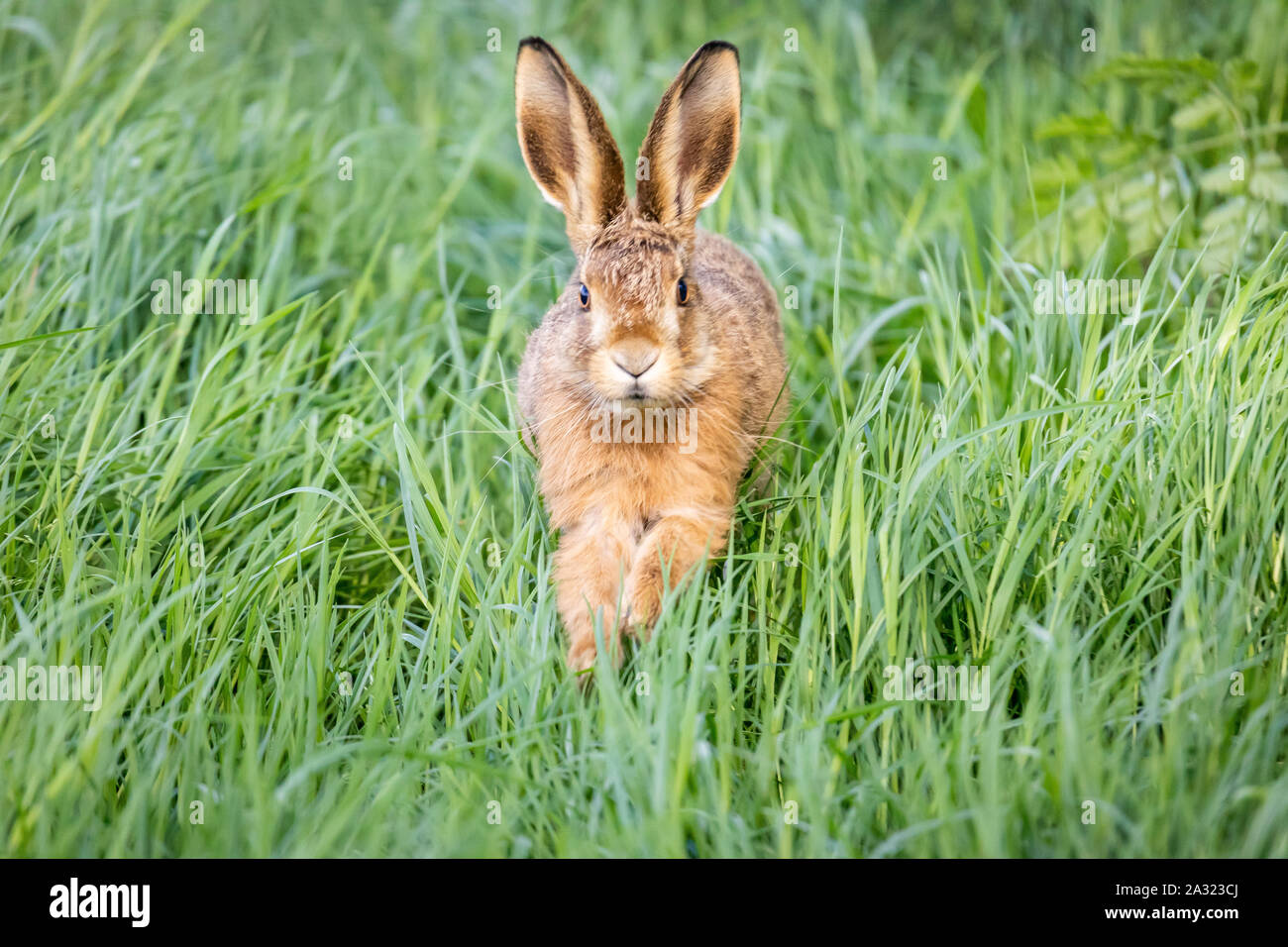 Wild hare beautiful close up in evening sun. Stunning detail of the ...