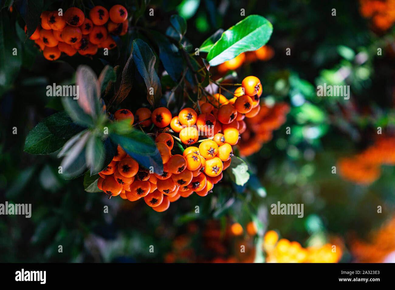 Bunch Of Sea Buckthorn Hippophae Rhamnoides High Resolution Stock ...