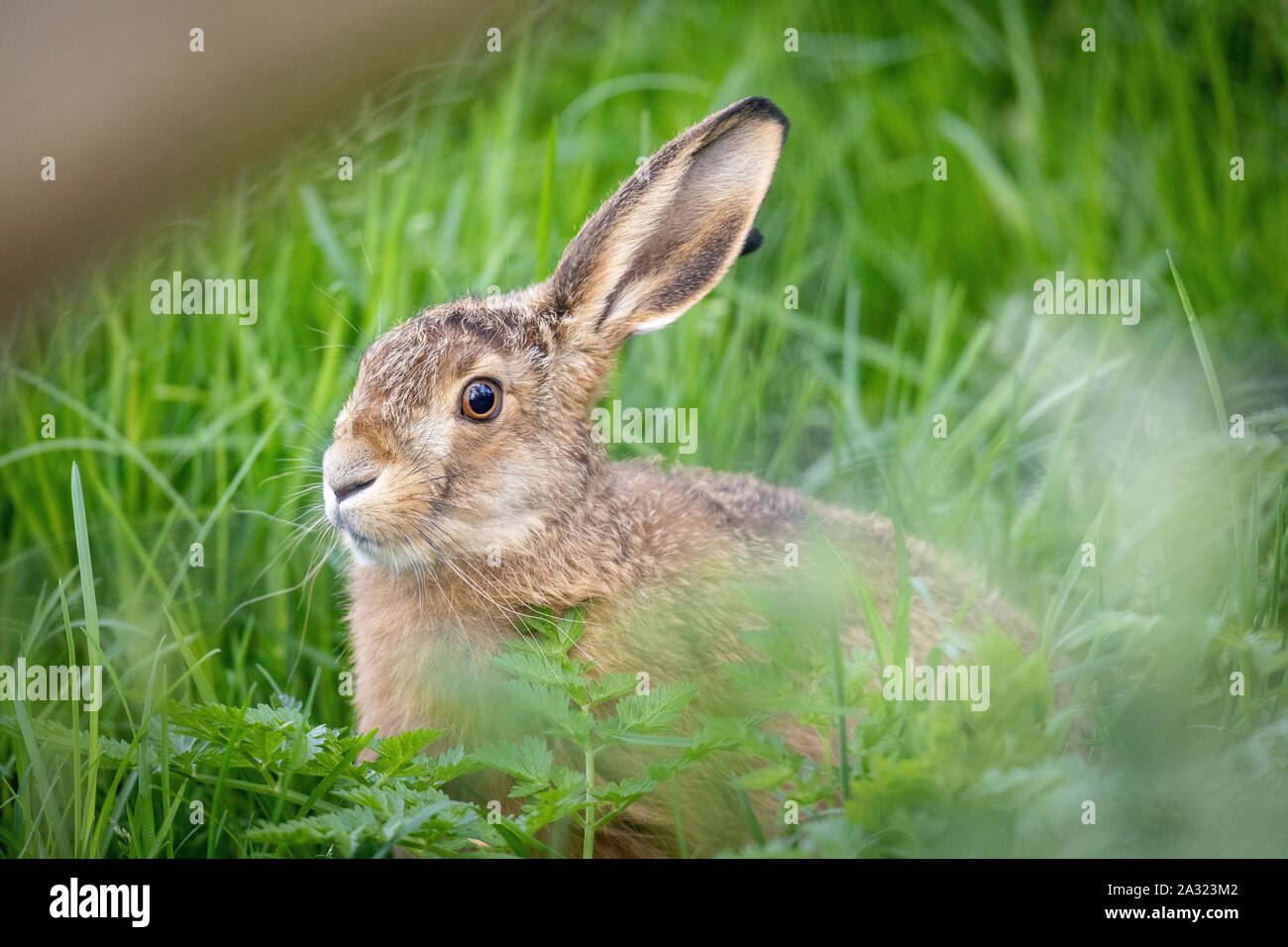 March Hare High Resolution Stock Photography and Images - Alamy