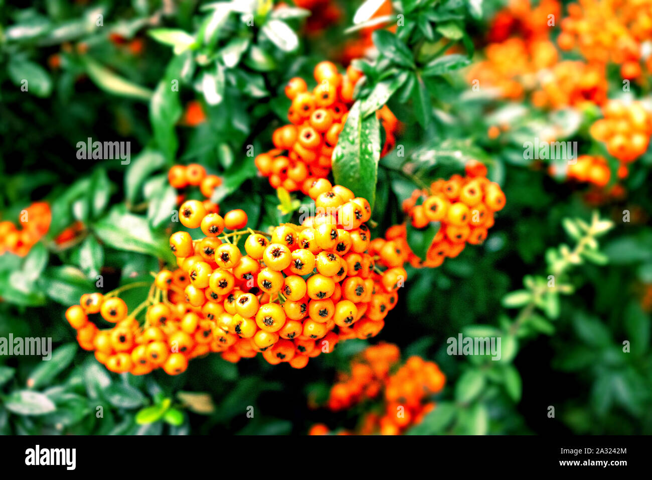 Autumn brush berry. Orange autumn berries of Pyracantha with green ...