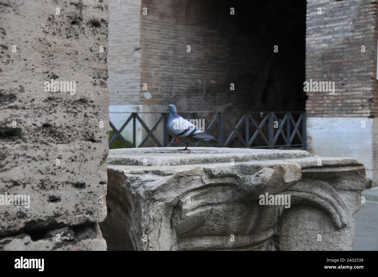 Bird on the Roman ruins Stock Photo - Alamy