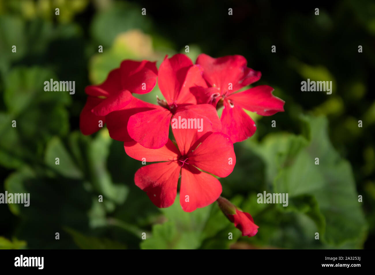 Red flower on green background hi-res stock photography and images - Alamy