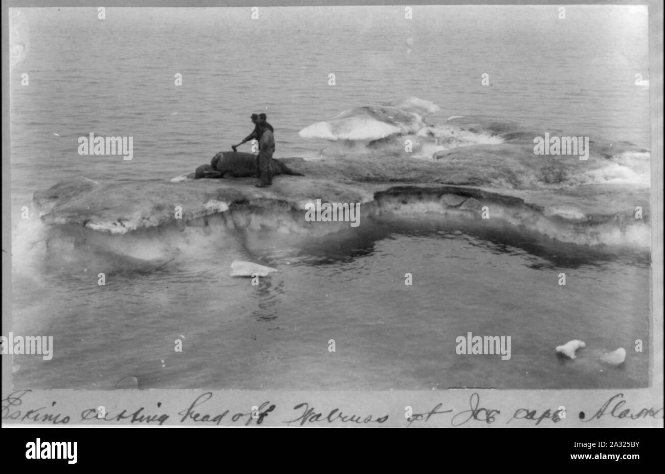 Eskimo cutting head off walrus at Ice Cape, Alaska Stock Photo - Alamy