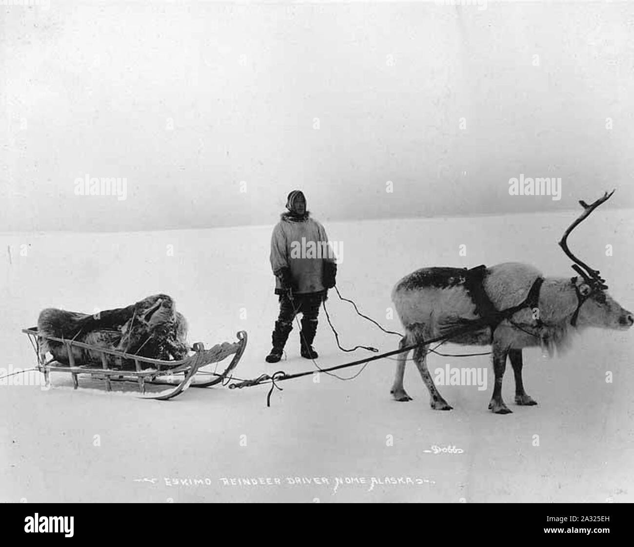 Eskimo reindeer driver with reindeer and sled, Nome, Alaska, between ...