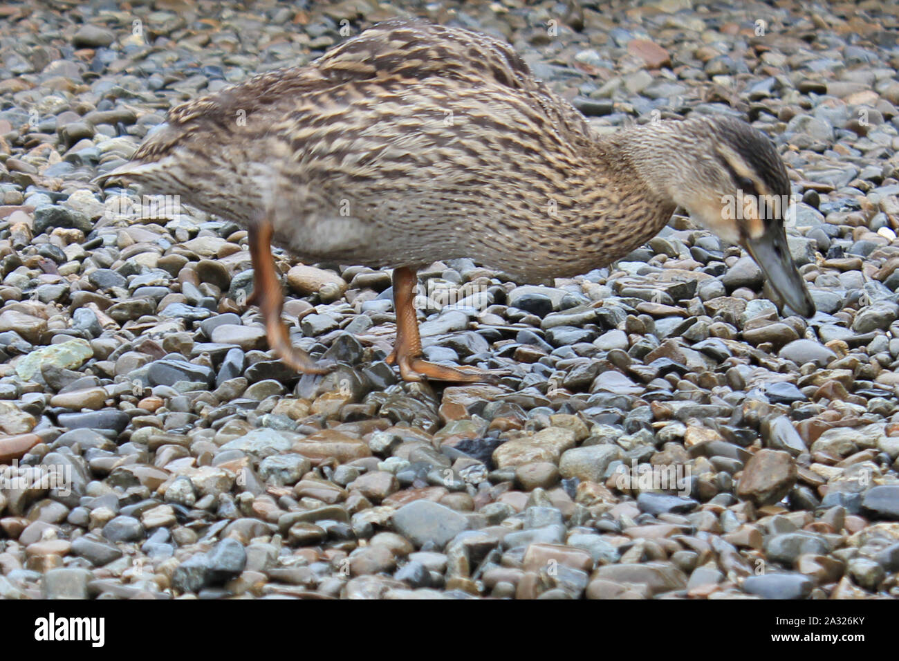 duck on a pebble beach Stock Photo - Alamy