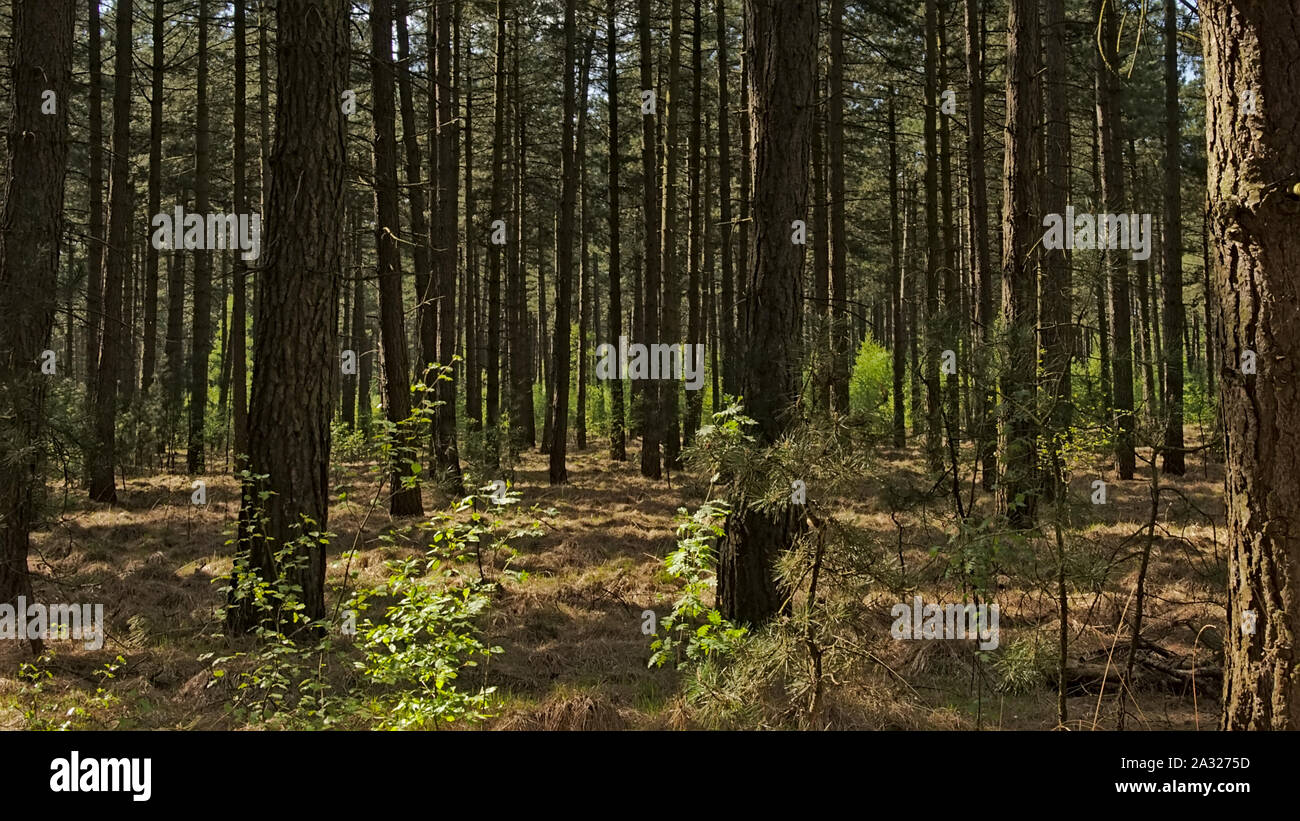 Foret pin hi-res stock photography and images - Alamy