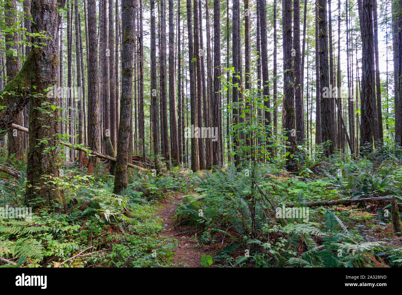 Densely Packed Trees Stock Photo - Alamy
