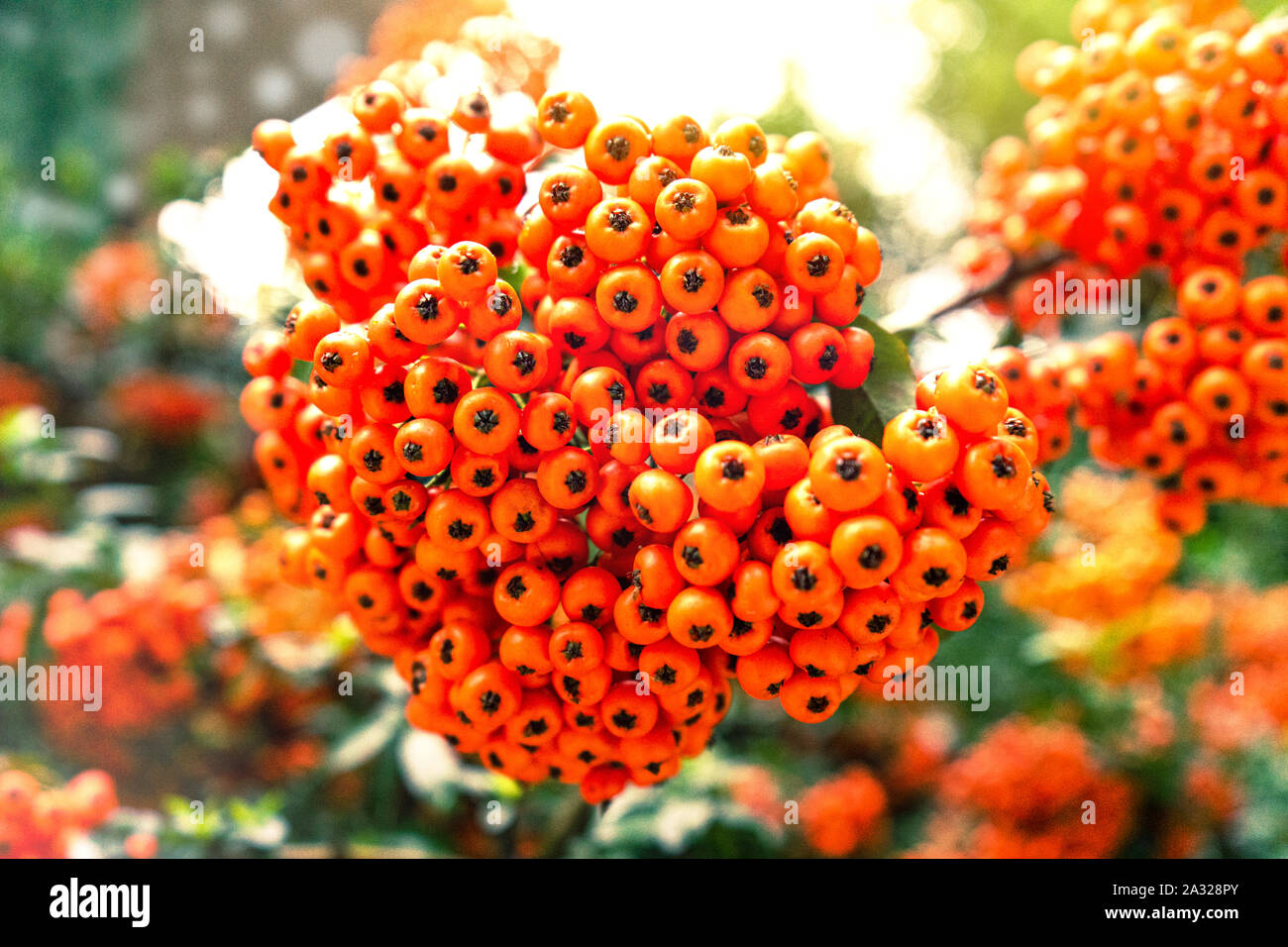 Autumn brush berry. Orange autumn berries of Pyracantha with green ...