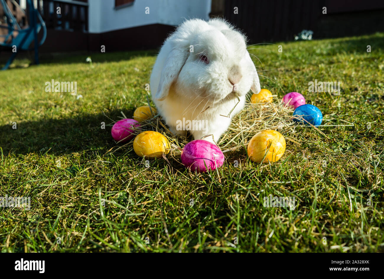 Easter bunny at work Stock Photo - Alamy