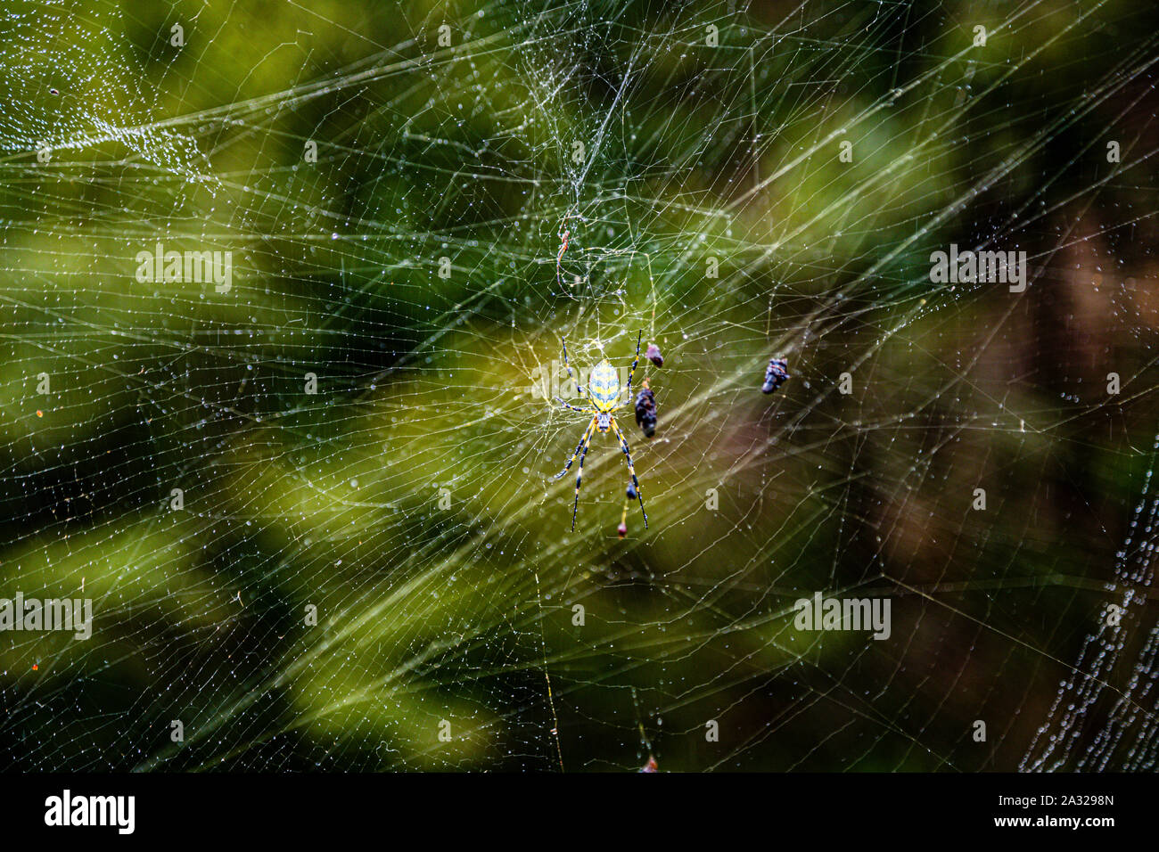 Spider in Net Stock Photo - Alamy