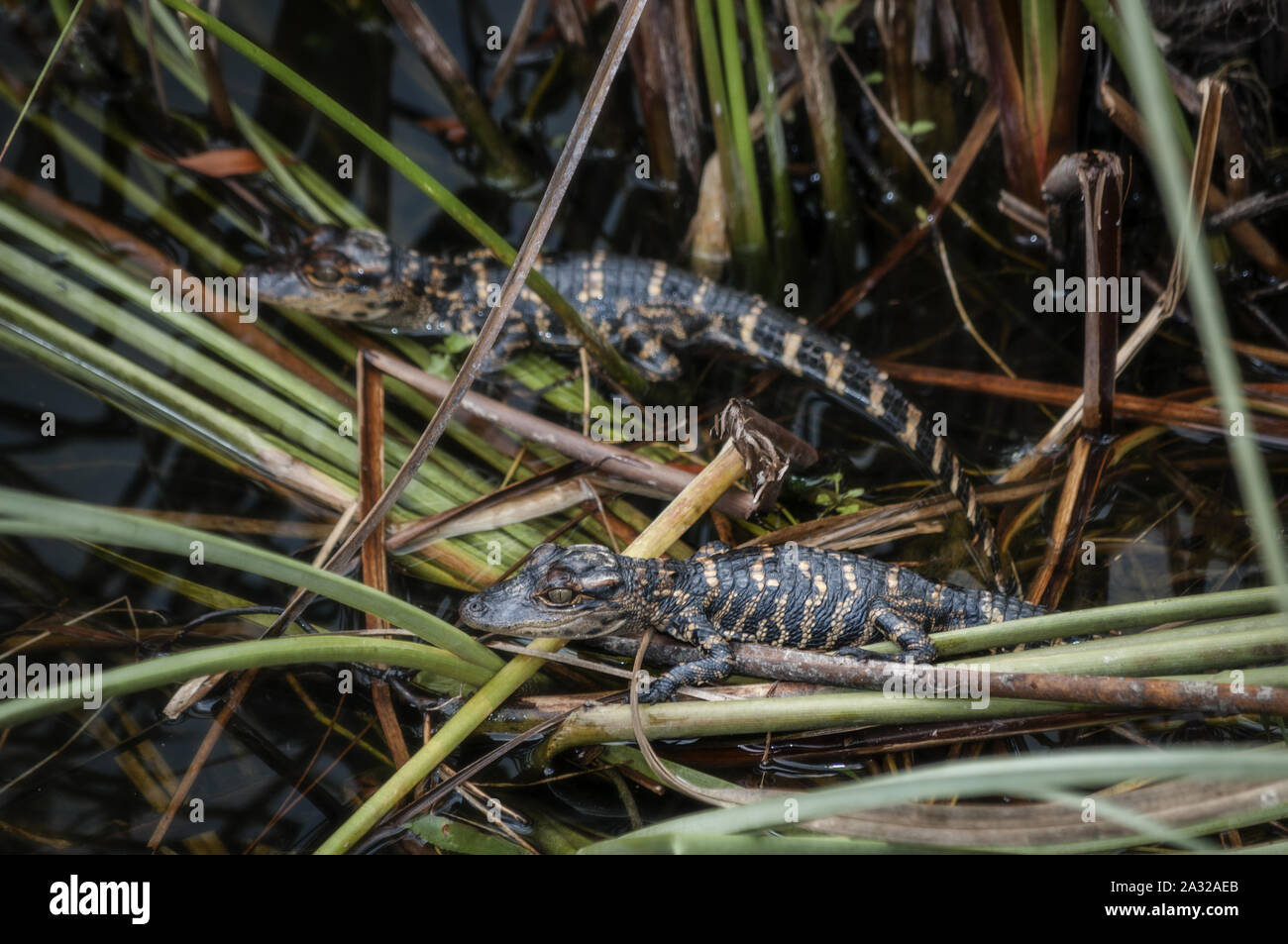 Baby Alligators Trying to Hide in the Florida Swamp Stock Photo - Alamy